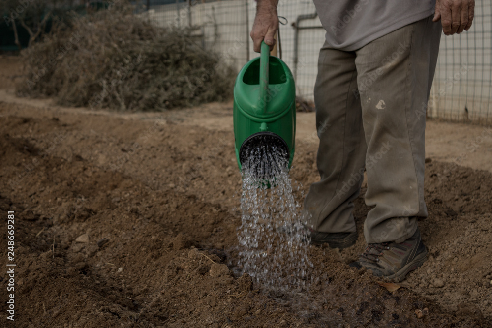 Hombre regando con la regadera su huerto de patatas Stock Photo | Adobe ...