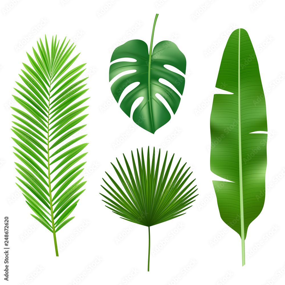 Tropical Leaves