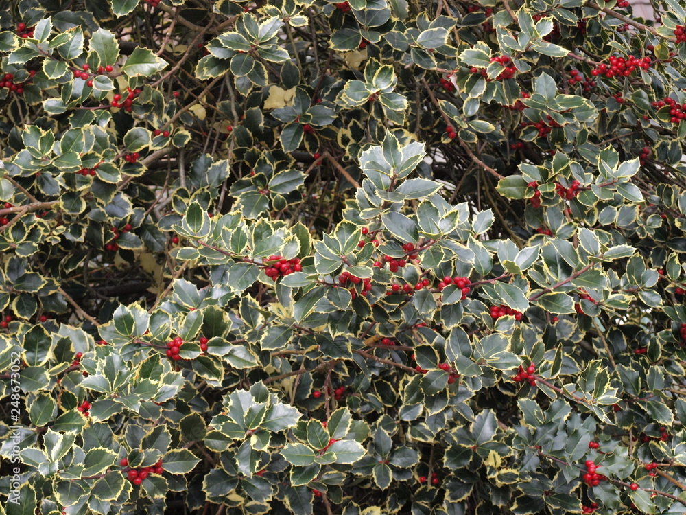 Ilex aquifolium 'aureomarginata' - Houx commun à feuilles panachées de ...
