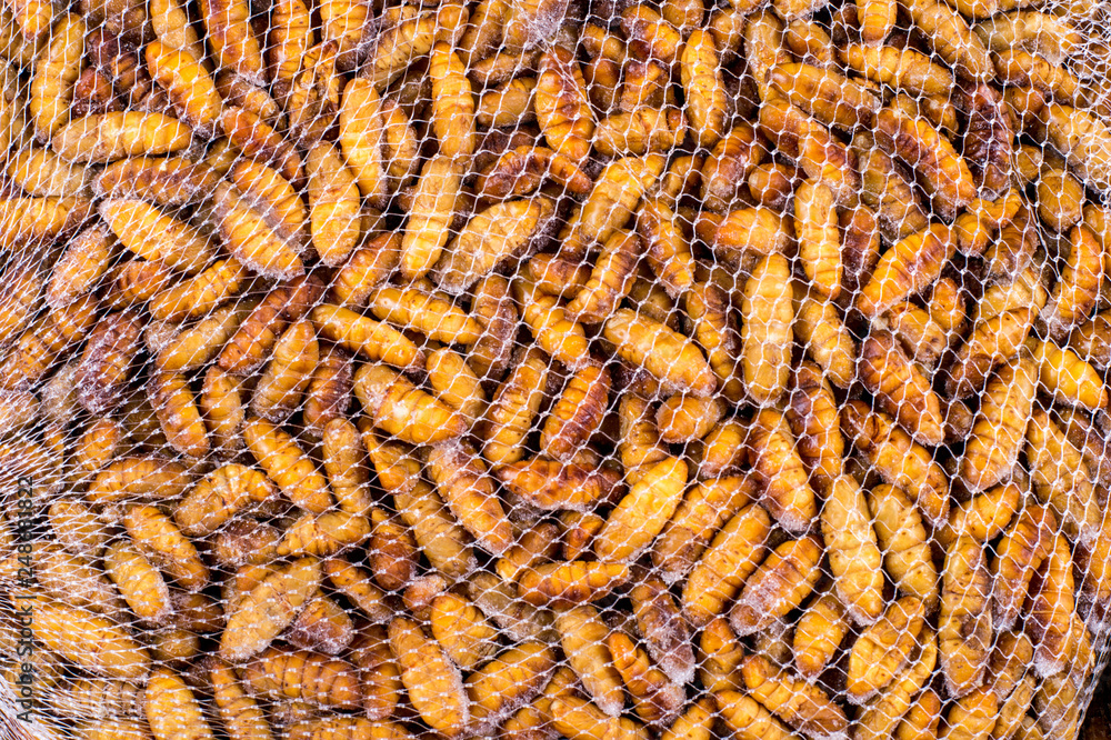 Wholesale Fish Industry to distributor retail seafood import export ...