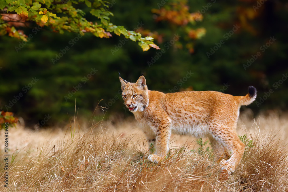 The Eurasian lynx (Lynx lynx) a young lynx in yellow grass, autumn ...