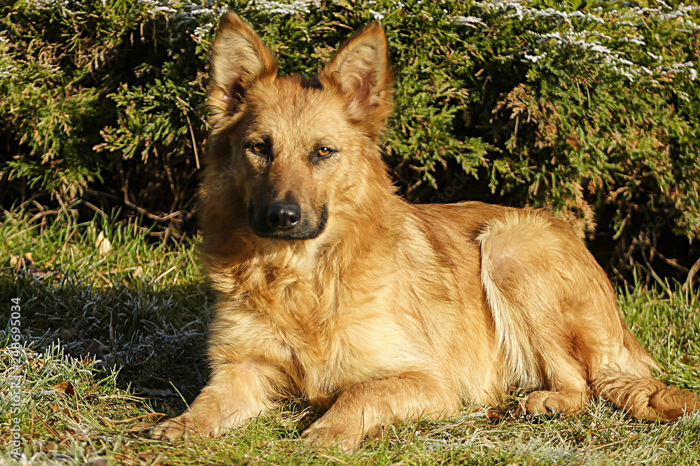 Harzer Fuchs (Harz Fox) (Canidae),portraet, German dog bre Stock Photo ...