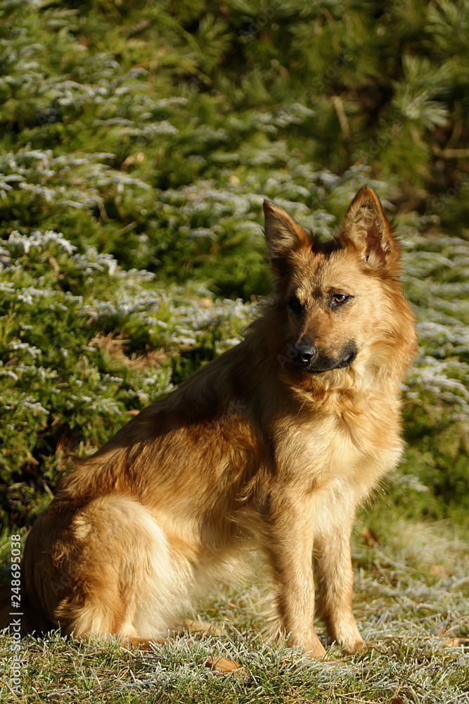 Harzer Fuchs (Harz Fox) (Canidae),portraet, German dog bre Stock-Foto ...