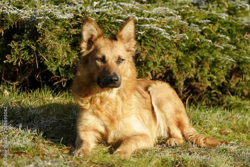 Harzer Fuchs (Harz Fox) (Canidae),portraet, German dog bre Stock Photo ...