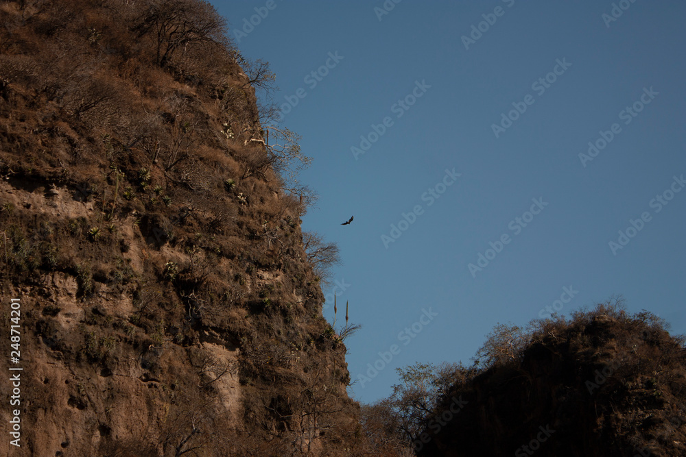 Cerro de el gran orador con biodiversidad vegetal y animal ubicado en ...