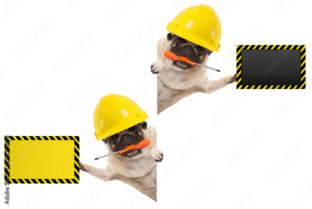 frolic mechanic construction worker pug dog with constructor helmet, holding orange screwdriver ...