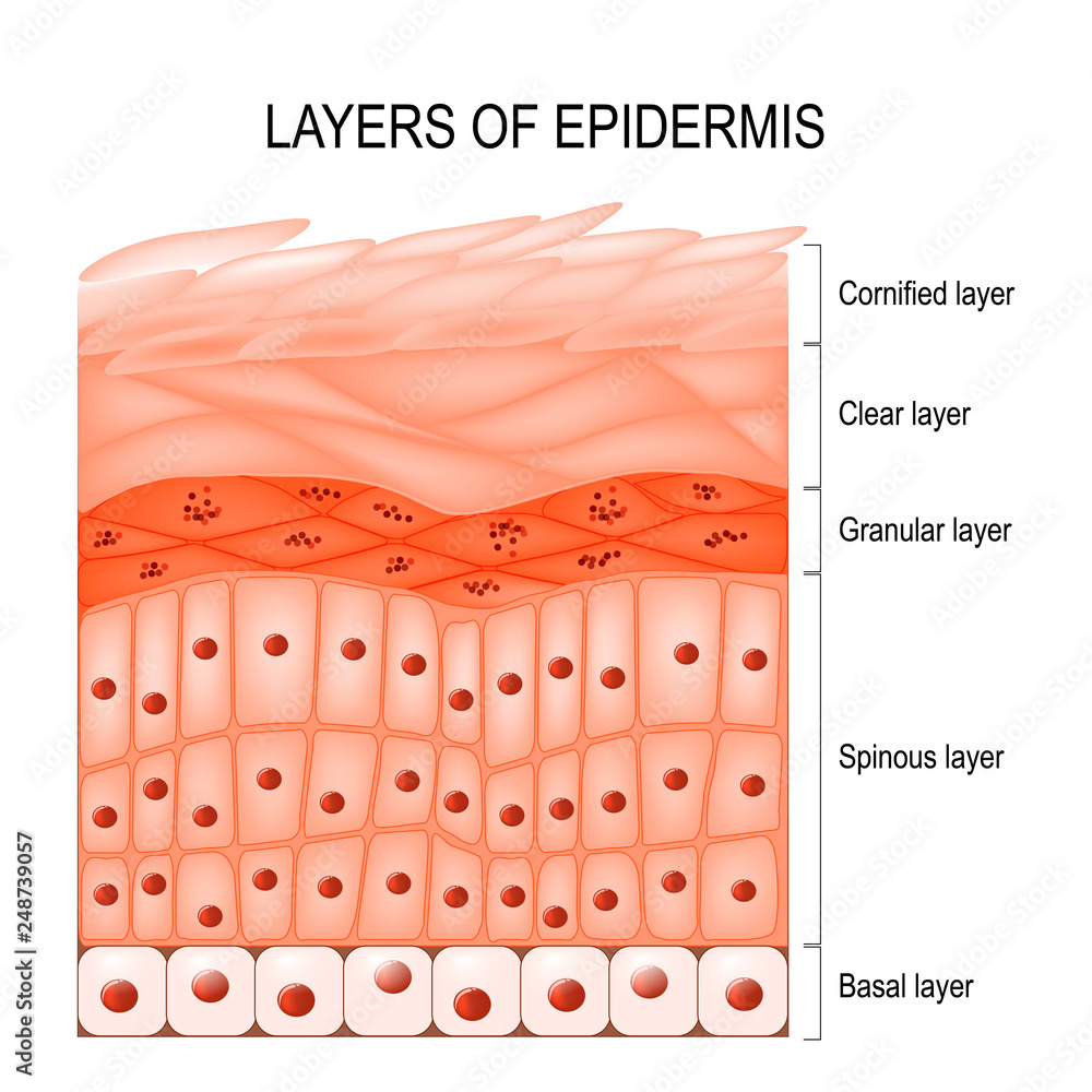Photo & Art Print Layers of epidermis, designua Photo & Art Print Layers of epidermis, designua