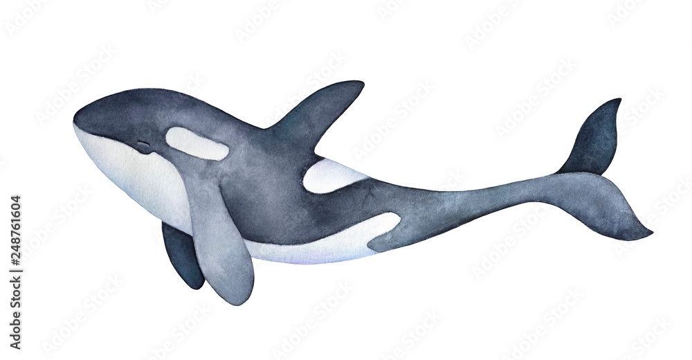 Cute Orca Drawing
