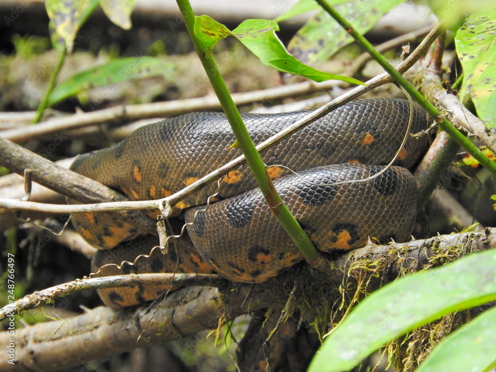 Anaconda observada entre los árboles de la Selva Amazónica. Stock-Foto ...