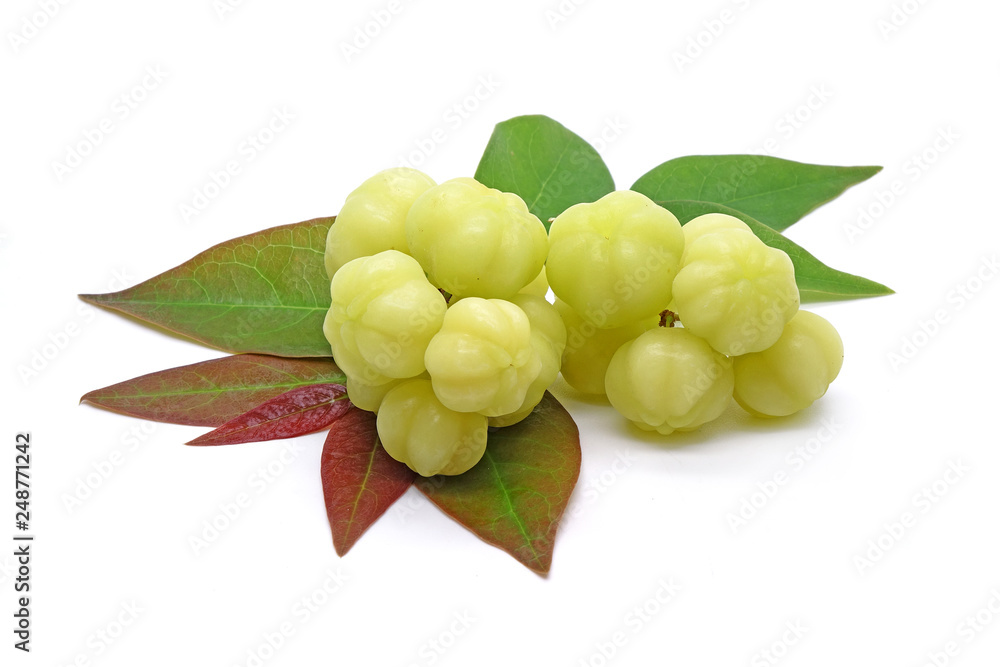 Star gooseberry with green leaves (Phyllanthus acidus) known as the ...