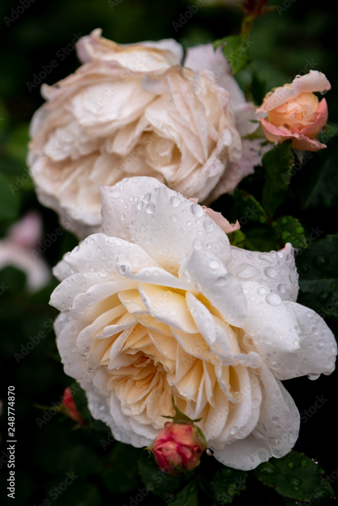 Raindrops On White Roses