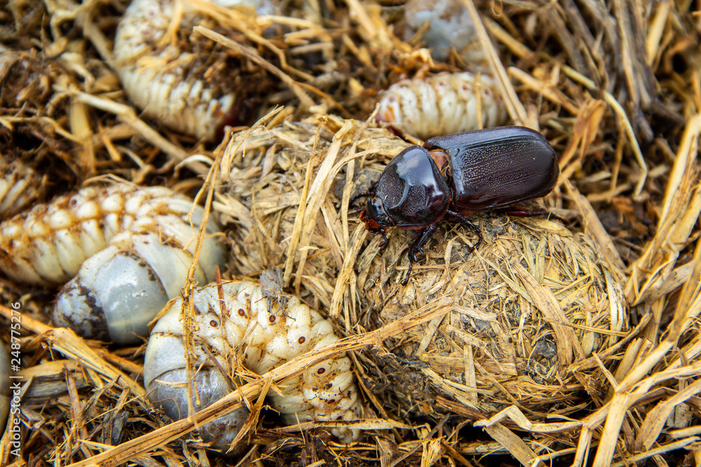 Foto Stock Life cycle of coconut rhinoceros beetle in pile straw from ...
