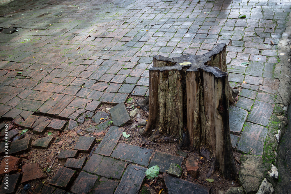 Old stump remains were cut That grew up in the midst of terracotta ...
