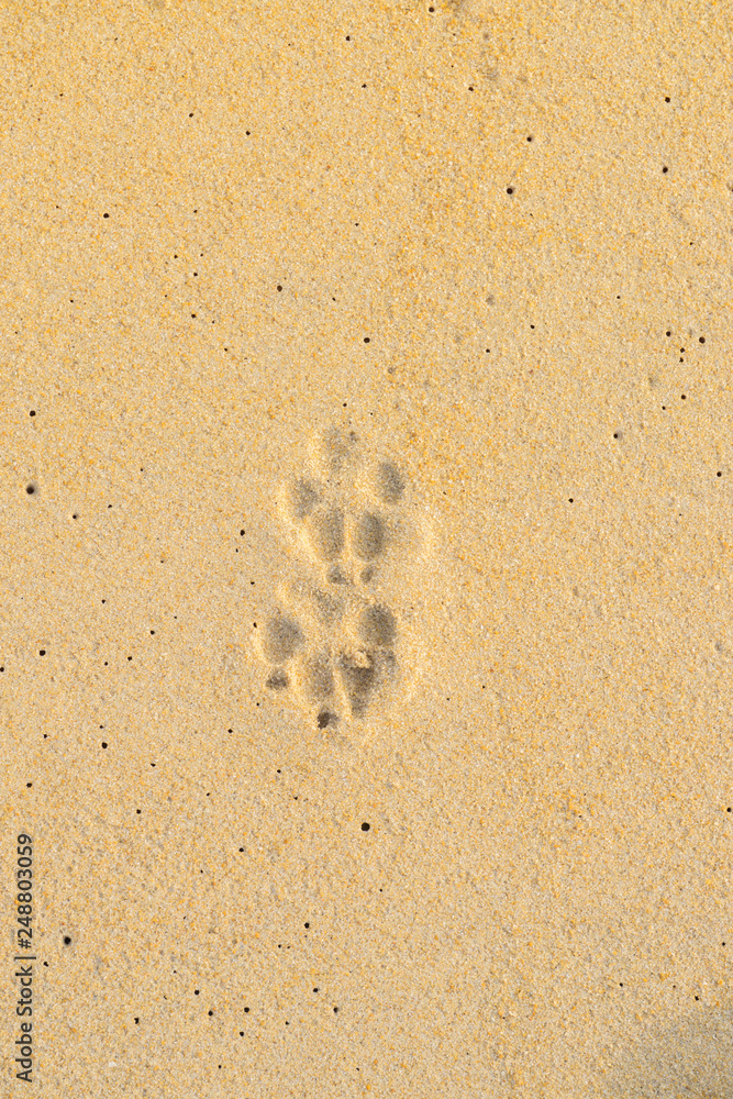 Texture background Footprints of dog feet on the sand beach. Paw prints ...