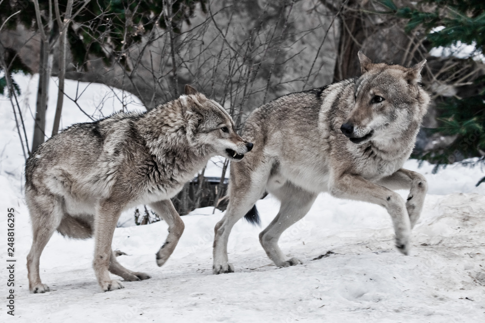 Angry female wolf growls at male wolf during mating games, winter snow ...