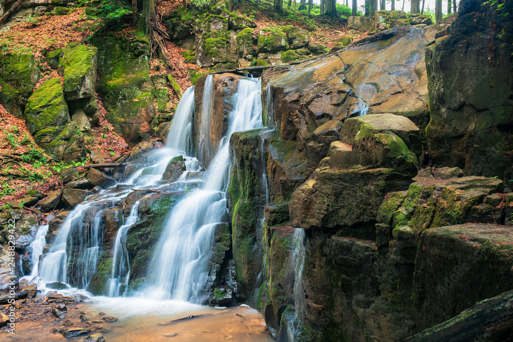 Forest Stream Spring