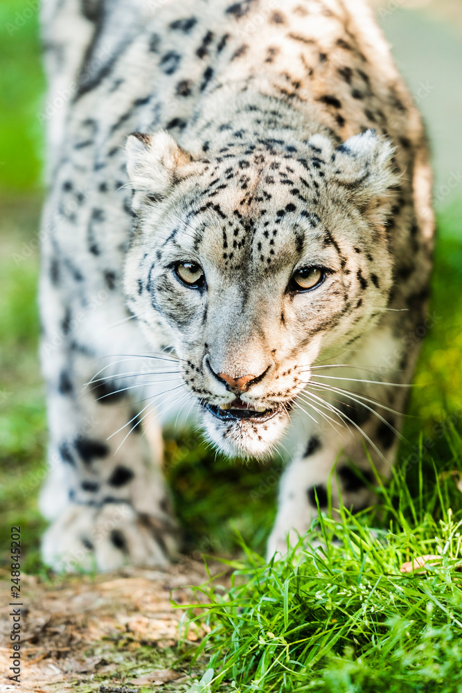 The snow leopard or ounce is a large cat native to the mountain ranges ...