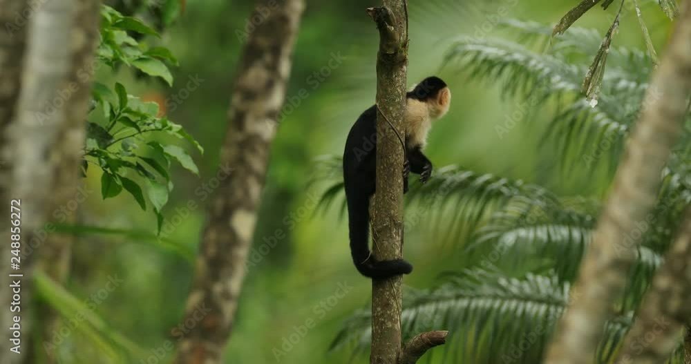 White-headed Capuchin, black monkey sitting on the tree branch in the ...