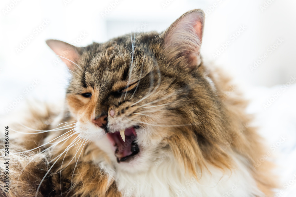 Kat Yawning