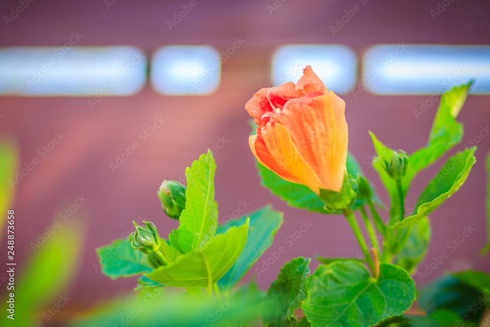 Young Hibiscus Rosa-Sinensis 'Ritzy' also known as Chinese hibiscus ...