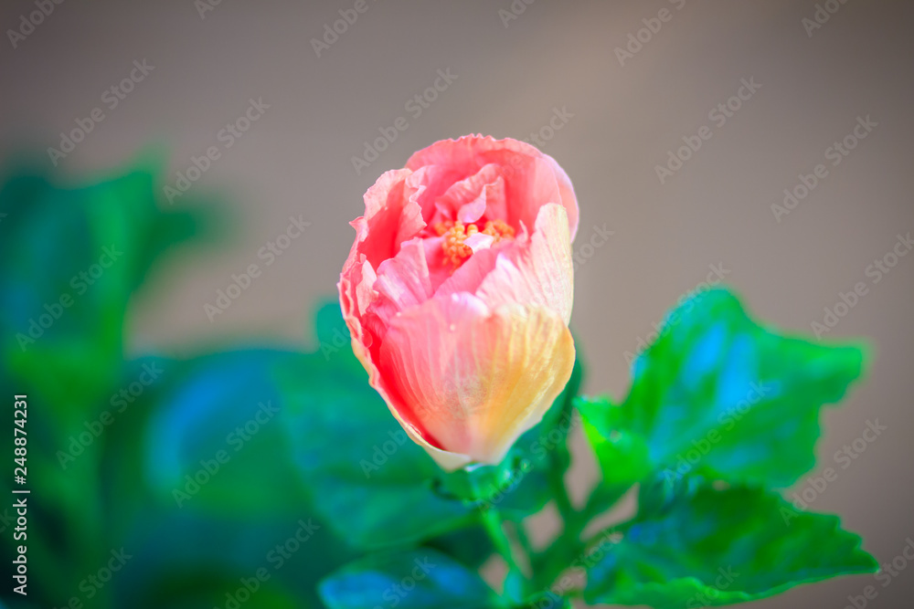 Young Hibiscus Rosa-Sinensis 'Ritzy' also known as Chinese hibiscus ...