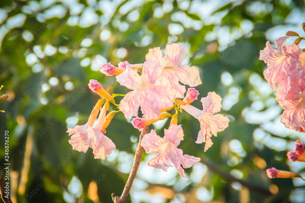 Close up pink trumpet (Tabebuia rosea) flowers on tree with branches ...