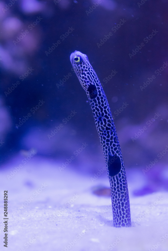Small cute garden eel fish looking out of the white sand on a coral ...