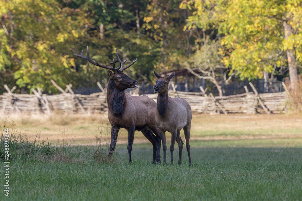 Foto de Bull and cow elk, Cervus canadensis, Great Smoky Mountains ...