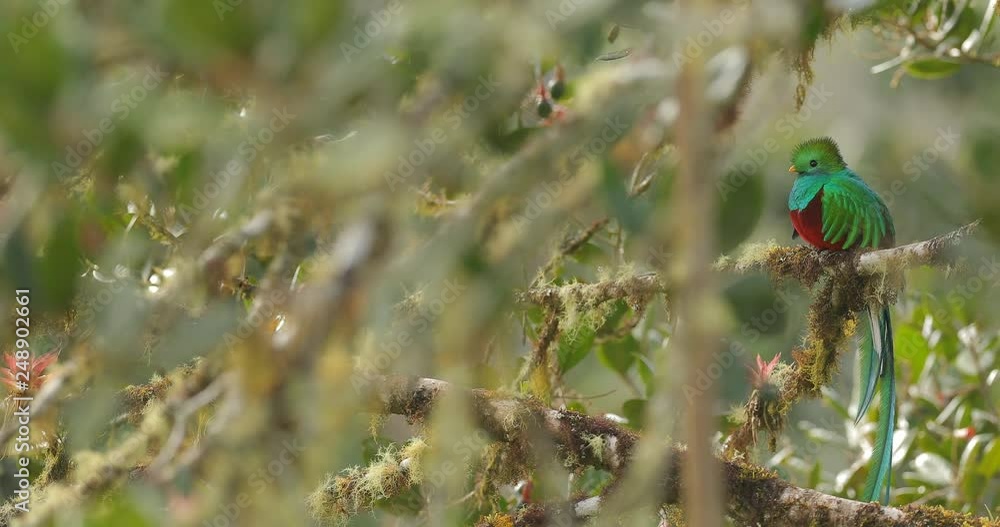 Wideo Stock: Rare magic animal in mountain tropic forest. Birdwatching ...