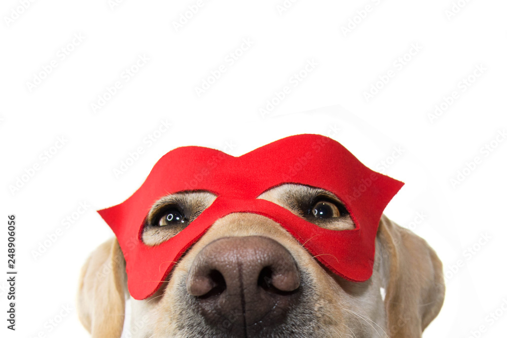 DOG SUPER HERO COSTUME. LABRADOR CLOSE-UP WEARING A RED MASK. CARNIVAL ...