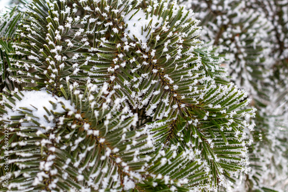 Snow Pine Tree Texture