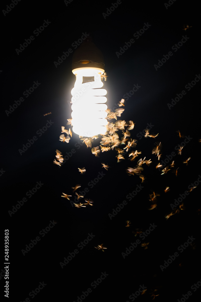 Moths flying around a lamp. Stock Photo | Adobe Stock
