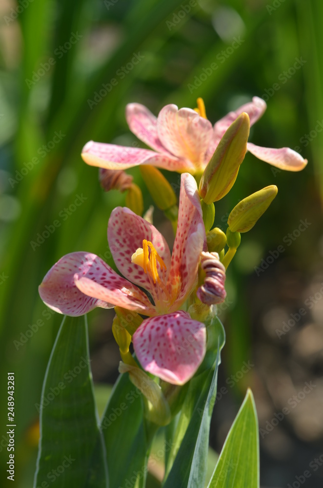 Purple-spotted pink flowers of Iris domestica Stock Photo | Adobe Stock