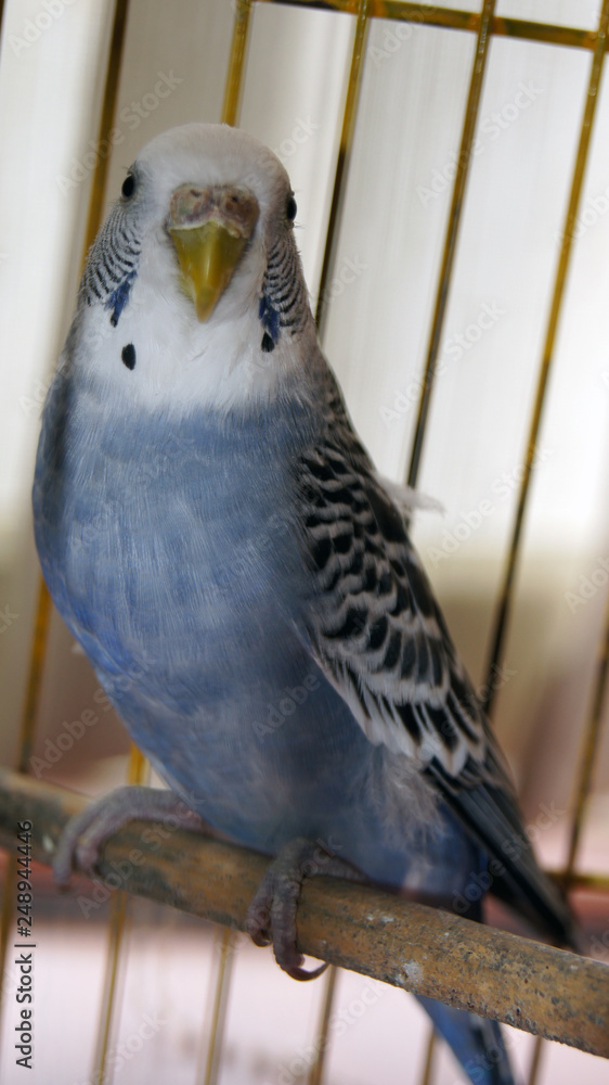 Periquito australiano de color azul Stock Photo | Adobe Stock