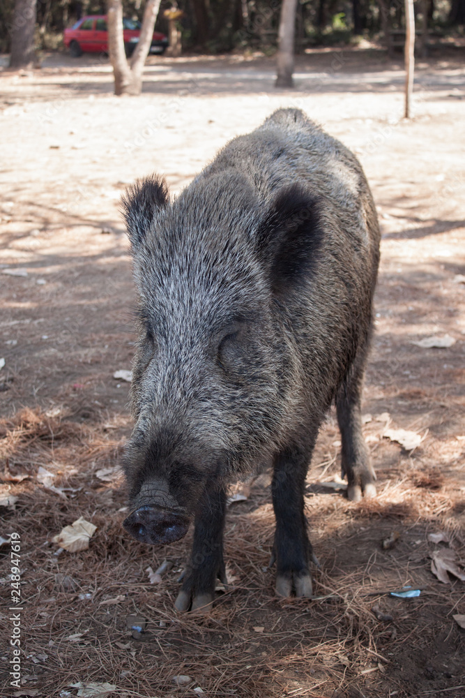 Giant Wild Boar Running