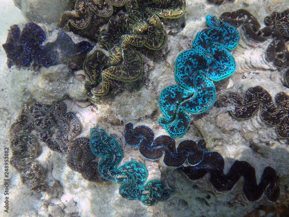 Underwater view of a Giant Clam (Tridacna Gigas) with blue lips in the ...