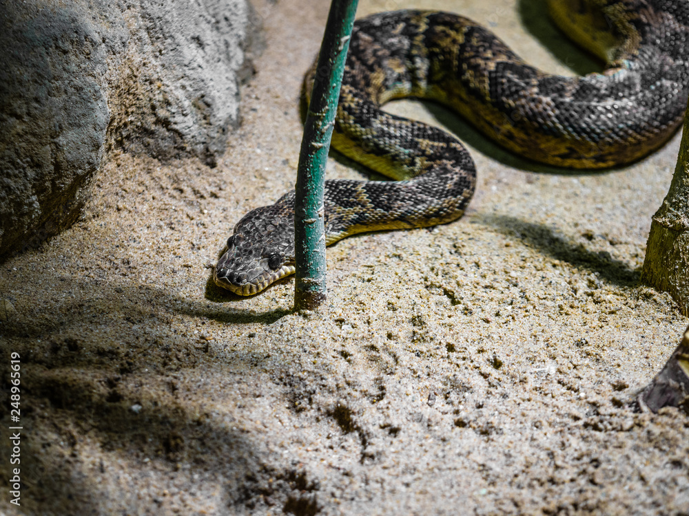 Black tiger snake (Notechis ater humphreysi) on sand, Russell's Viper ...