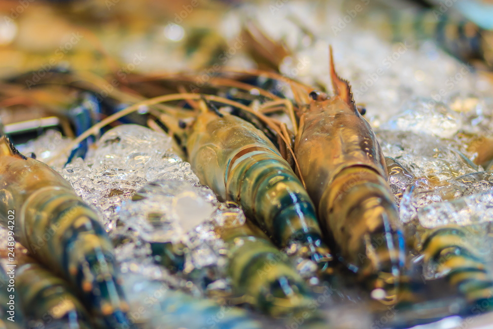 Extra large size of giant malaysian prawn (Macrobrachium rosenbergii ...