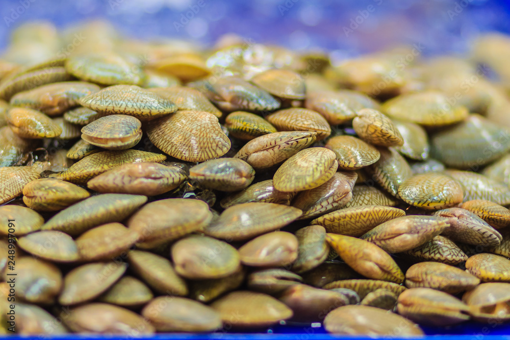 Surf clam (Paratapes undulatus) for sale at the seafood market, common ...