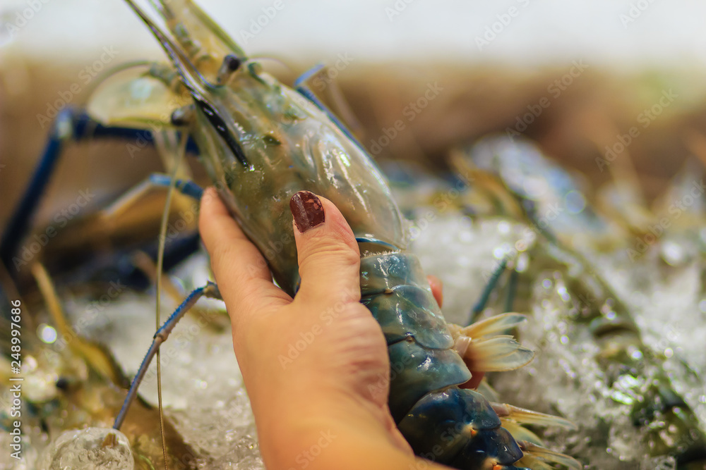 Extra large size of giant malaysian prawn (Macrobrachium rosenbergii ...