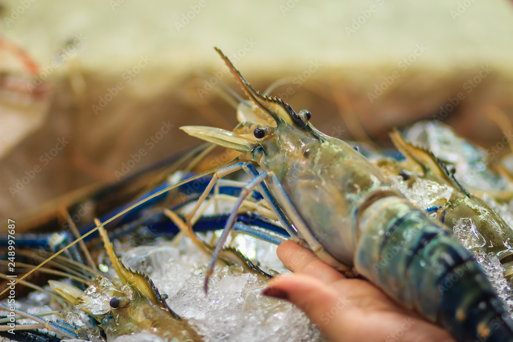 Extra large size of giant malaysian prawn (Macrobrachium rosenbergii ...