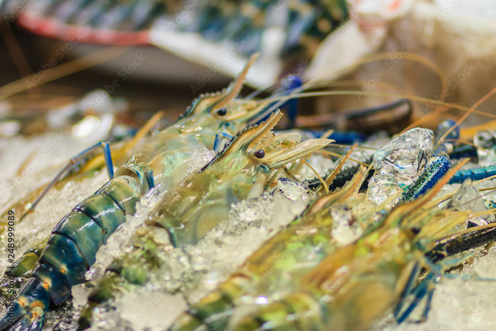 Extra large size of giant malaysian prawn (Macrobrachium rosenbergii ...