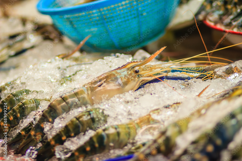 Extra large size of giant malaysian prawn (Macrobrachium rosenbergii ...