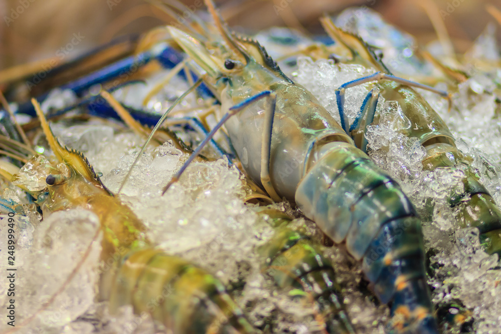 Extra large size of giant malaysian prawn (Macrobrachium rosenbergii ...