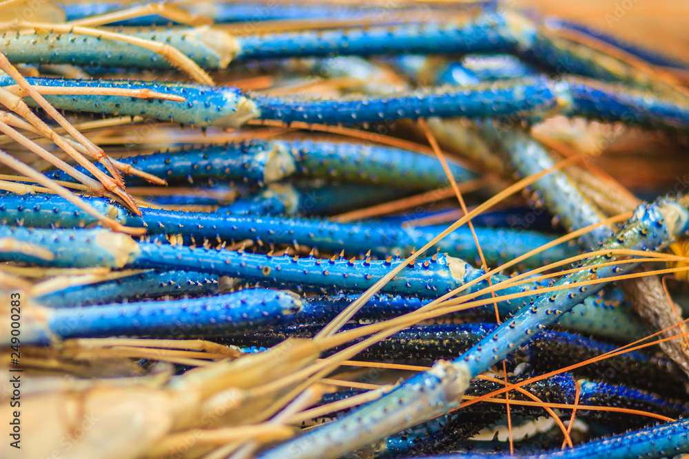 Extra large size of giant malaysian prawn (Macrobrachium rosenbergii ...