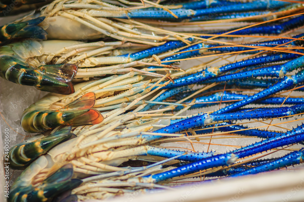 Extra large size of giant malaysian prawn (Macrobrachium rosenbergii ...