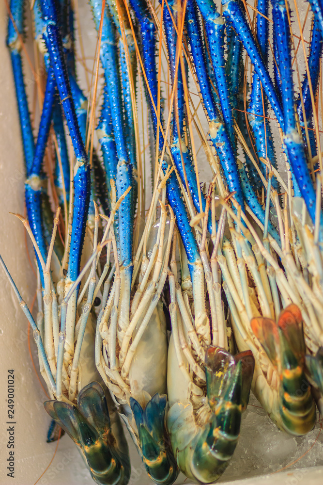 Extra large size of giant malaysian prawn (Macrobrachium rosenbergii ...