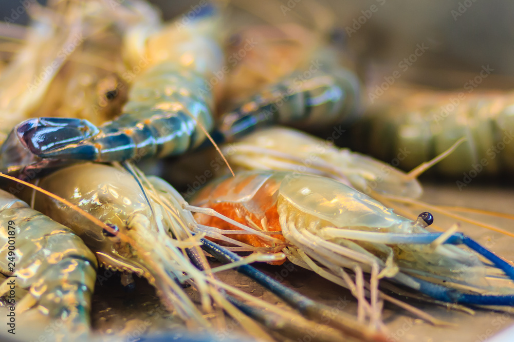 Extra jumbo size of giant malaysian prawn (Macrobrachium rosenbergii ...