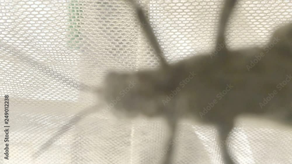 Vertical clips of six-legged huge looking insect creature with some ...