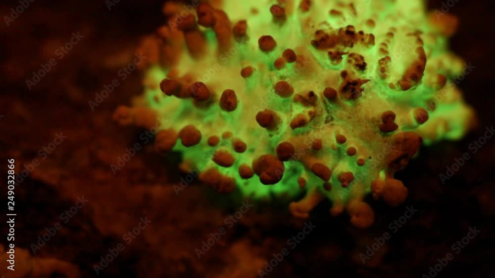 The bioluminescent fungus, Panellus Stipticus glows in twilight. The ...